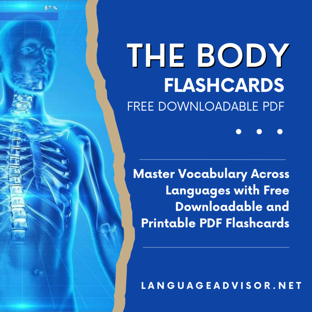 The Body - Flashcards - Language Advisor